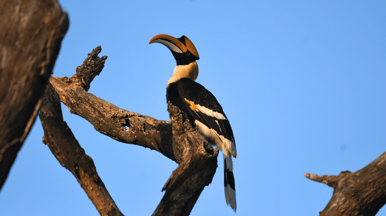 Experience Himalayan Wildlife and Birds | Global Wildlife Fair