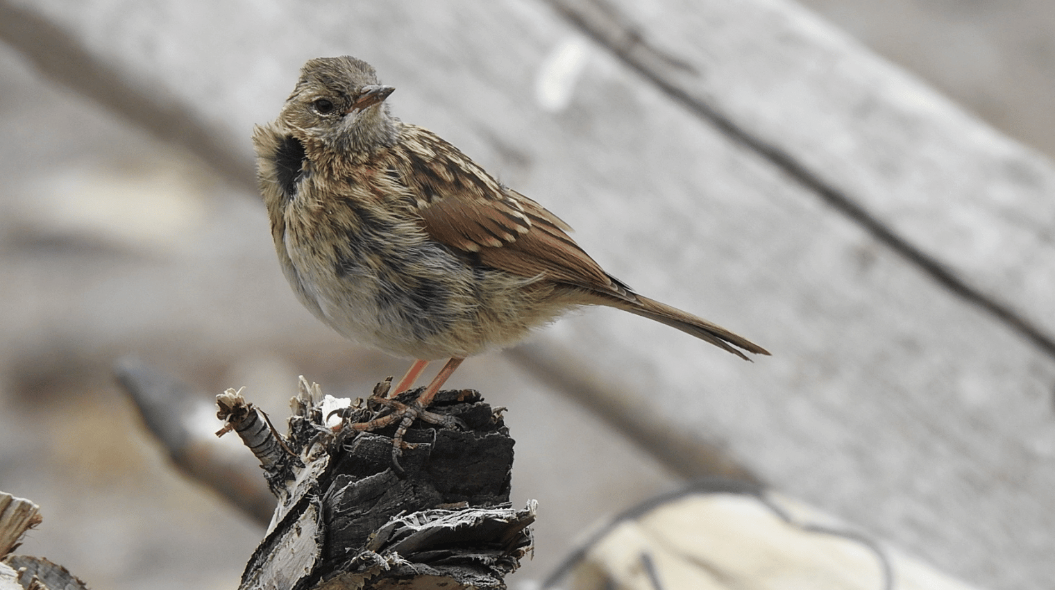 Birds and Wildlife of Ladakh - A Guided Tour | Global Wildlife Fair