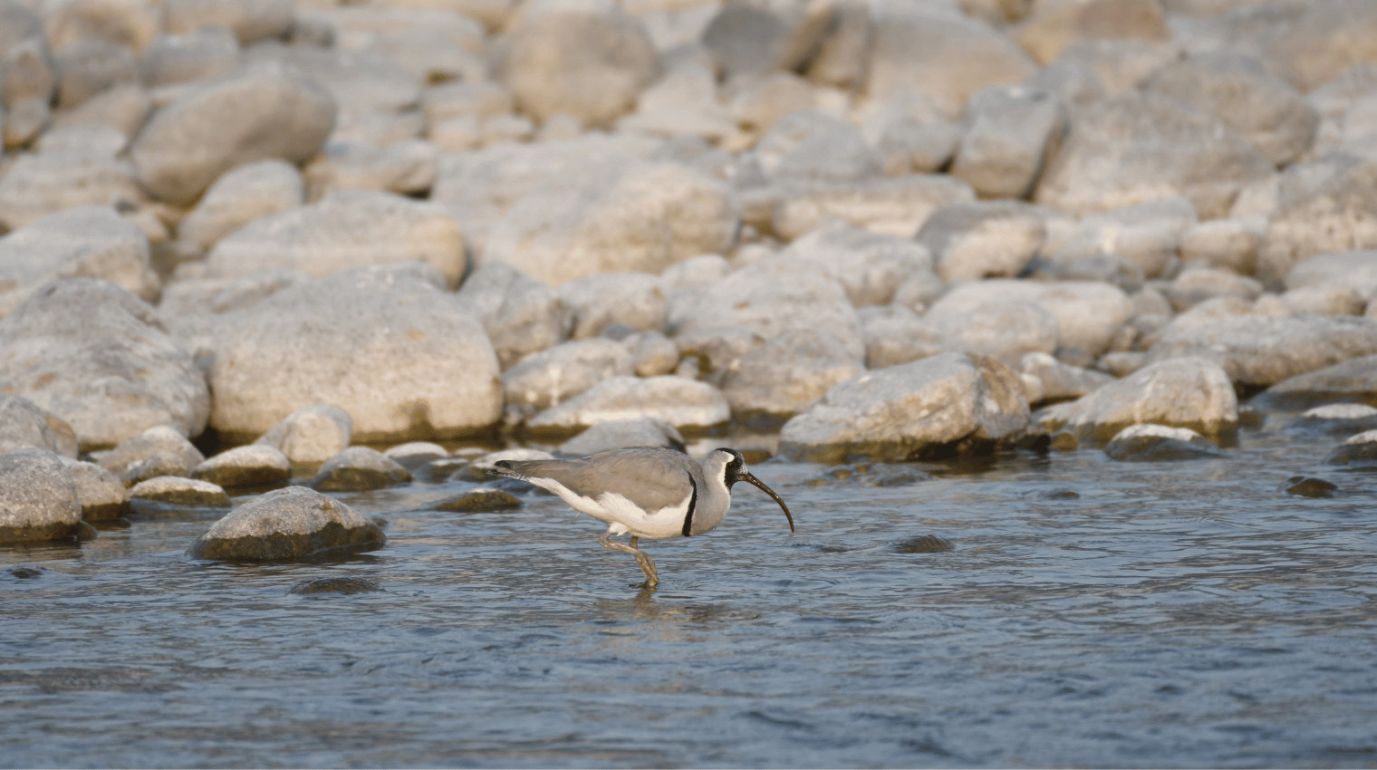 Experience Himalayan Wildlife and Birds | Global Wildlife Fair